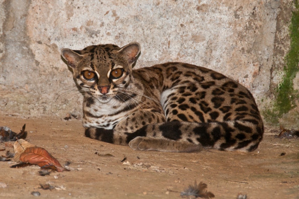 12 Facts About the Beautiful Ocelot Cat | Leszer