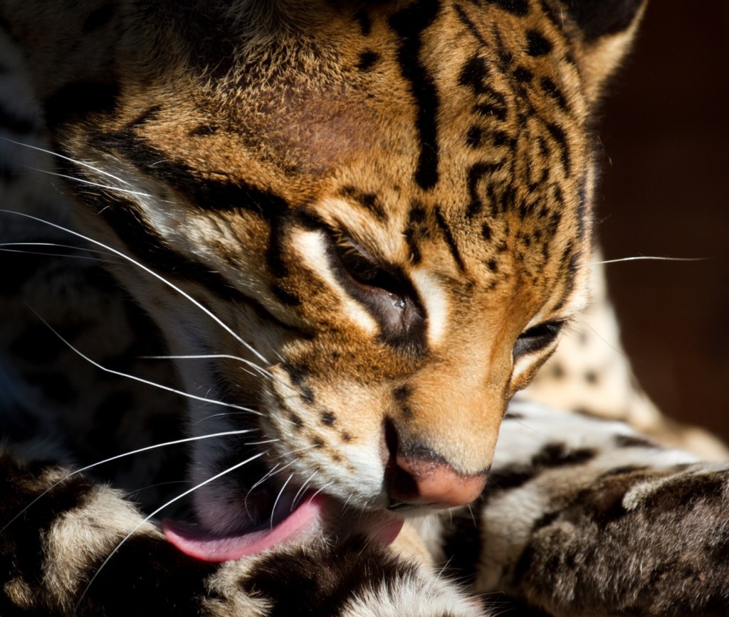 12 Facts About the Beautiful Ocelot Cat | Leszer
