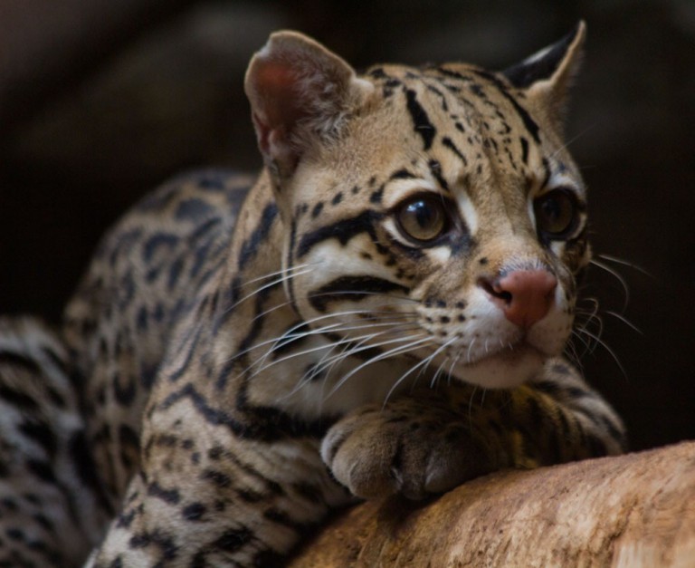 12 Facts About the Beautiful Ocelot Cat | Leszer