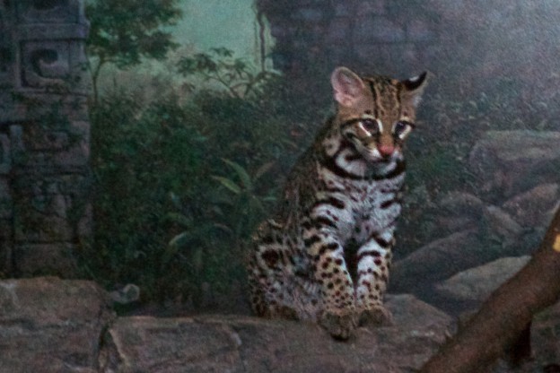 12 Facts About the Beautiful Ocelot Cat | Leszer