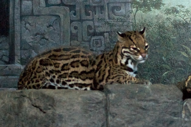 12 Facts About the Beautiful Ocelot Cat | Leszer