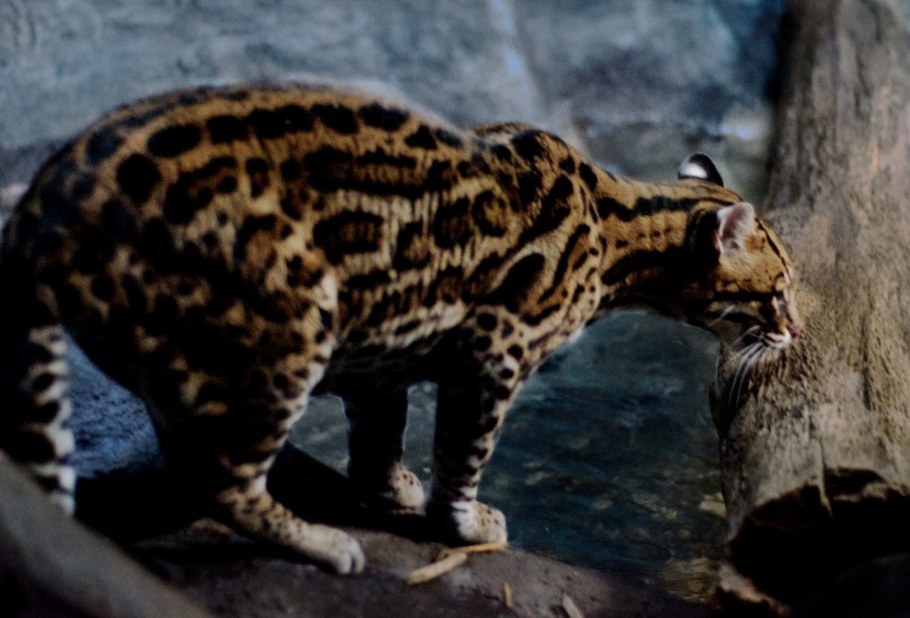 12 Facts About the Beautiful Ocelot Cat | Leszer